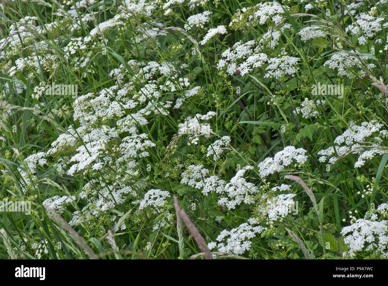 Hairy white grass flower hi-res stock photography and images - Alamy
