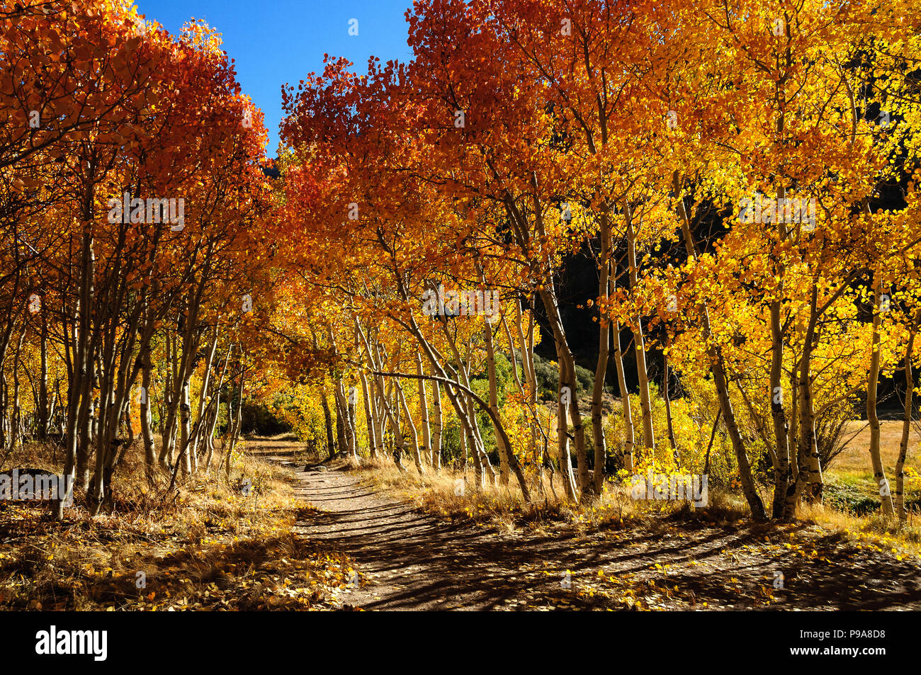 Aspen trees path aspen hi-res stock photography and images - Alamy