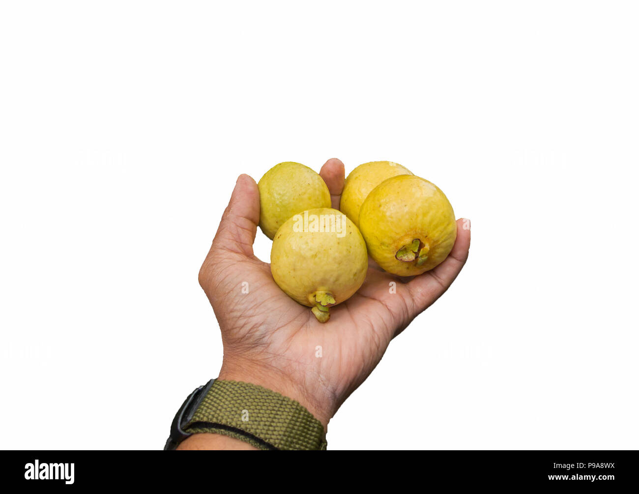 Four yellow rip wild guavas in hand holding out Stock Photo - Alamy