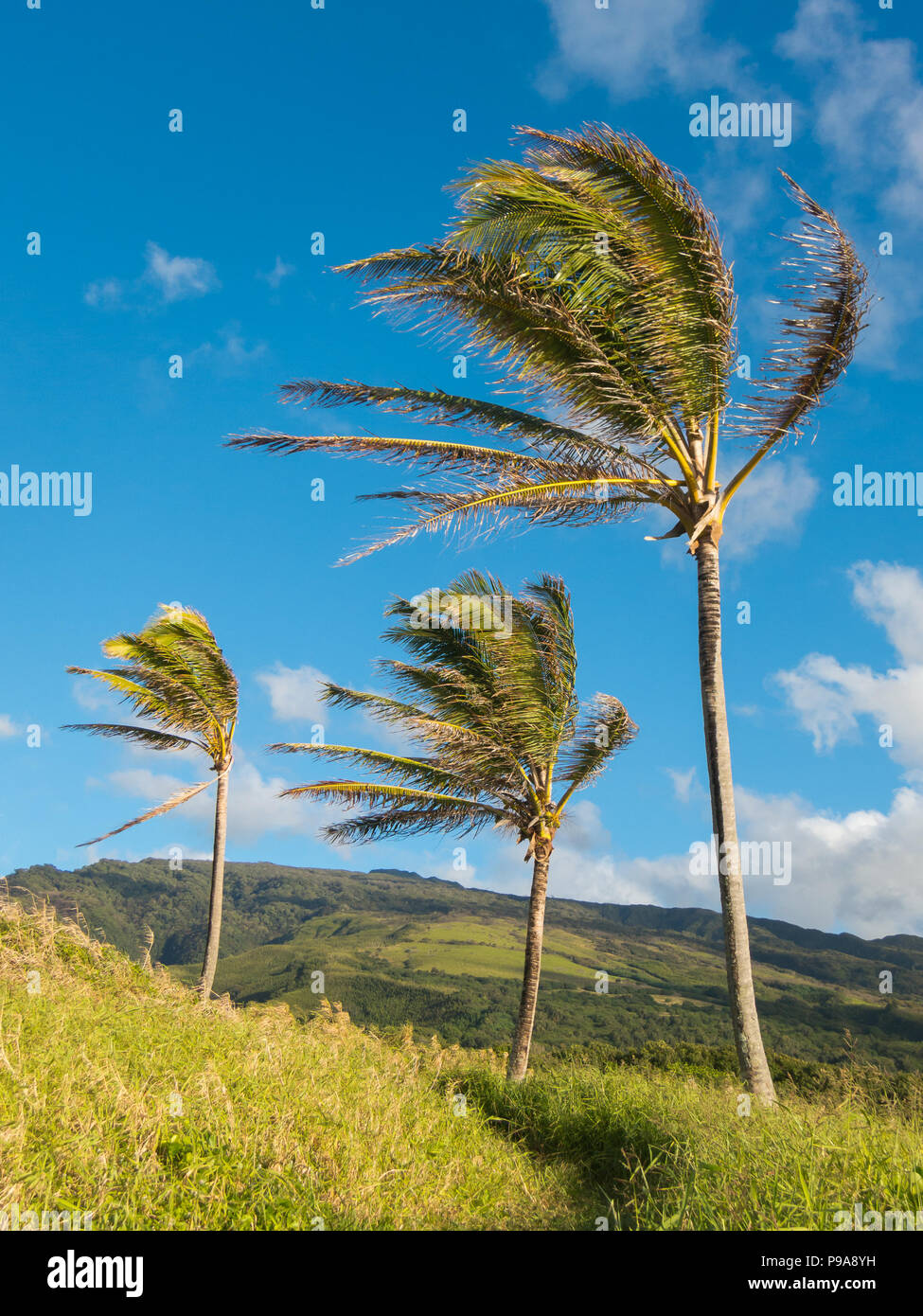 Three coconut trees swaying in the wind Stock Photo - Alamy