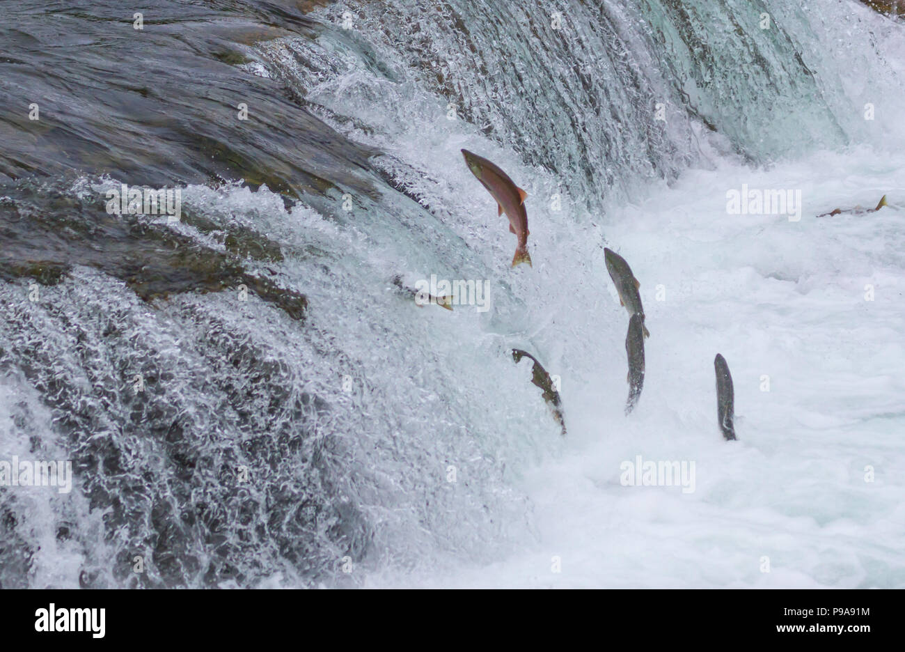 Pacific salmon jumping upstream hi-res stock photography and images - Alamy
