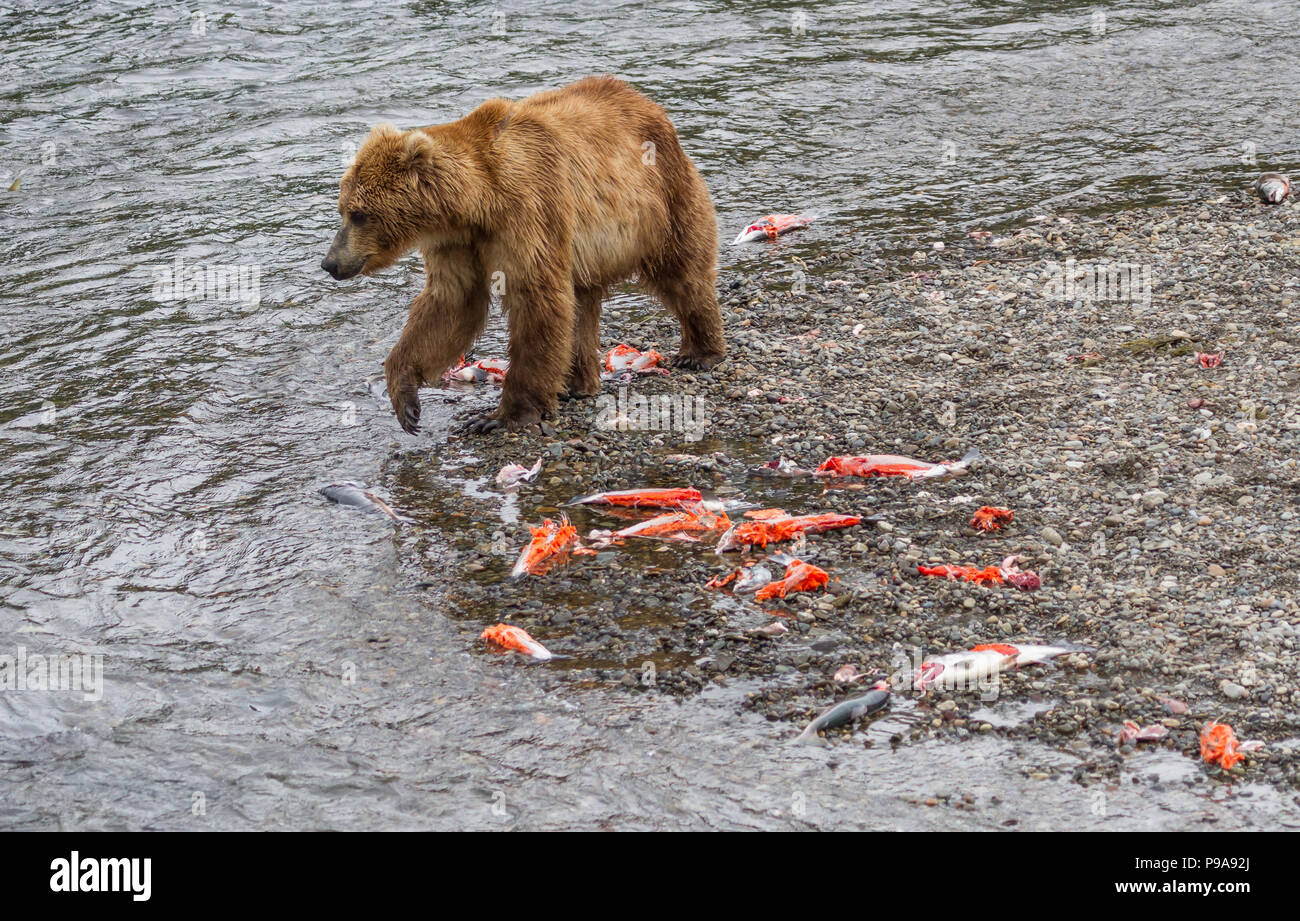 Aftermath of the Salmon run at Brooks Falls at Katmai National Park ...