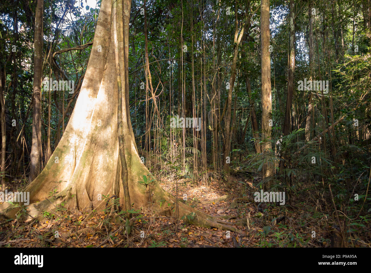 Large tropical rainforest tree with buttress roots and pale bark in ...