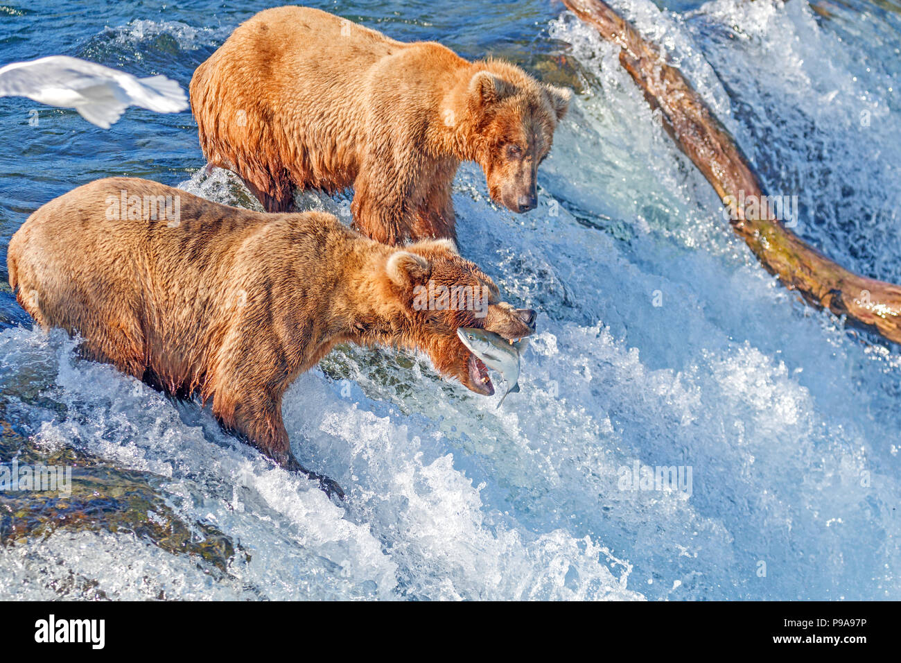 Brown bear catching jumping salmon in mid air at Brooks falls, Katmai ...