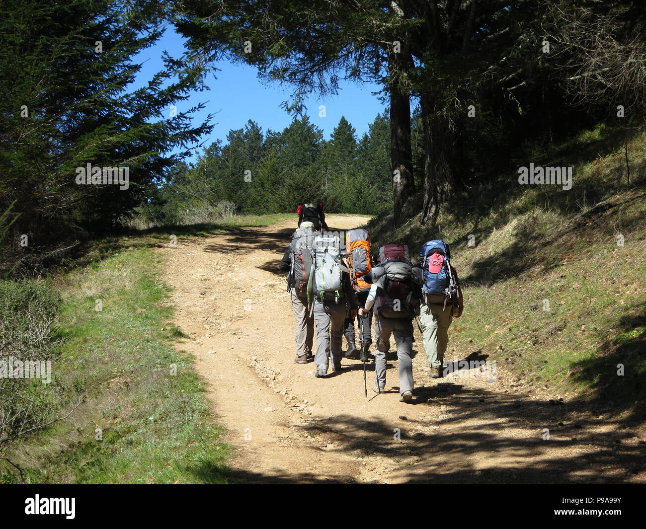 Group of backpackers hiking on dirt trail through coastal forest on ...