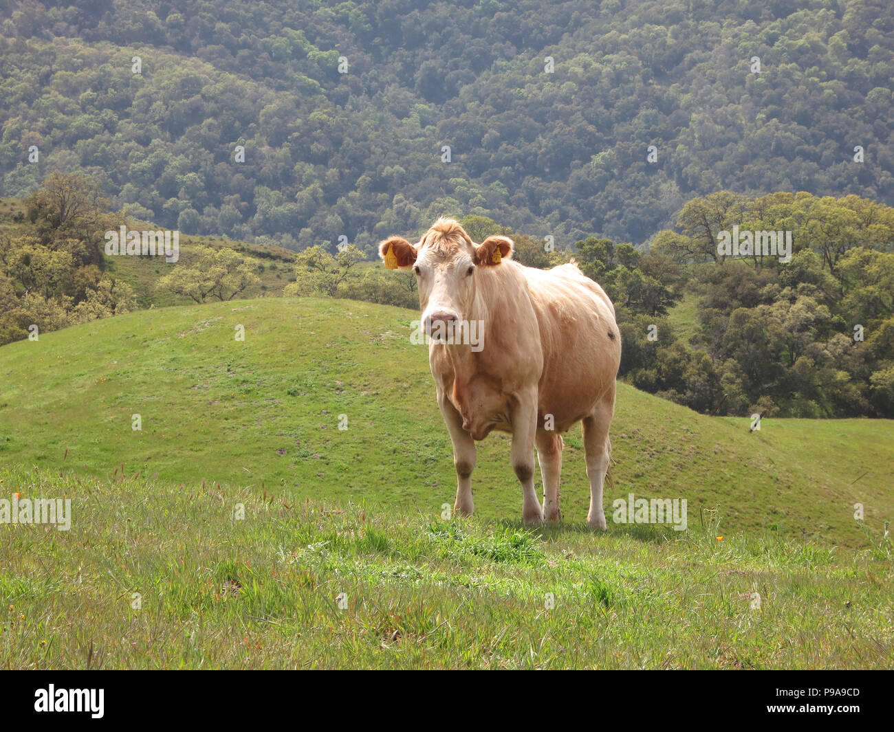 A young cow on a grassy hill at Sunol Regional Wilderness Stock Photo ...