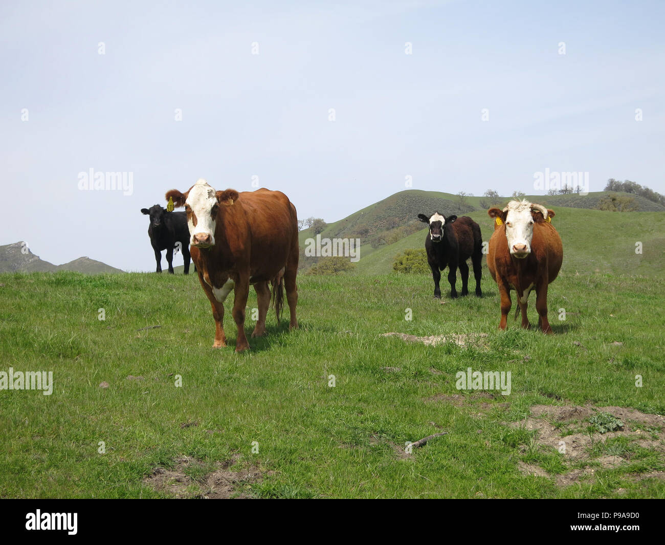 Cows on a grassland looking. Taken at Sunol Regional Wilderness Stock ...