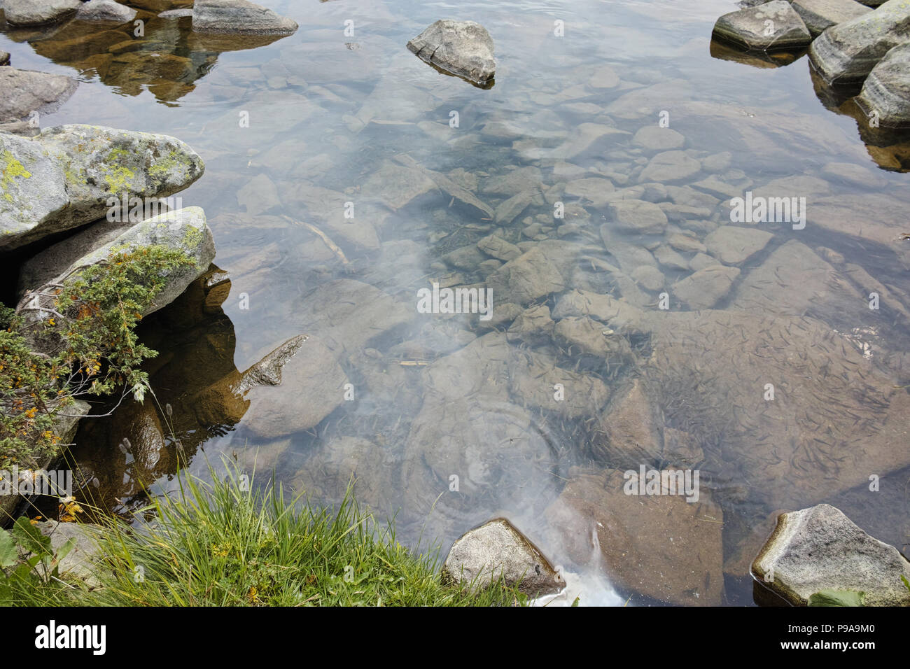 Small Fish in the waters of Popovo lake, Pirin mountain, Bulgaria Stock ...
