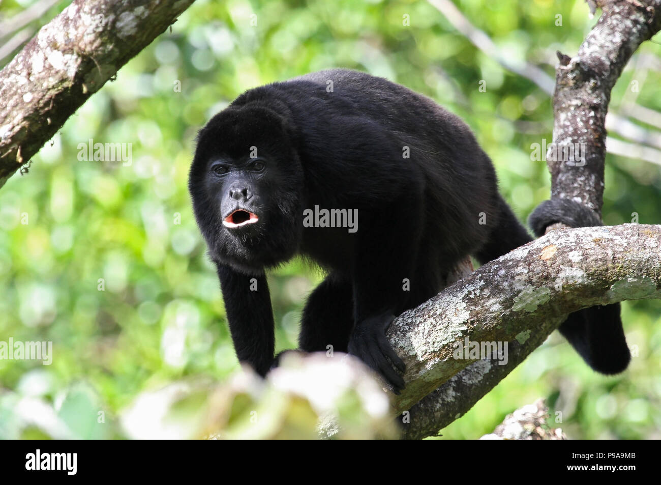 An adult black Howler monkey on a tree howling. Shot at Costa Rica ...