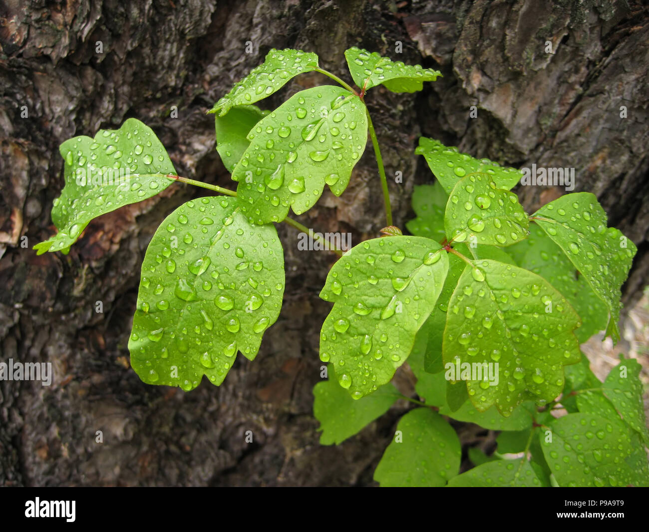 Leaves of poison oak plant with water droplets after rain Stock Photo ...