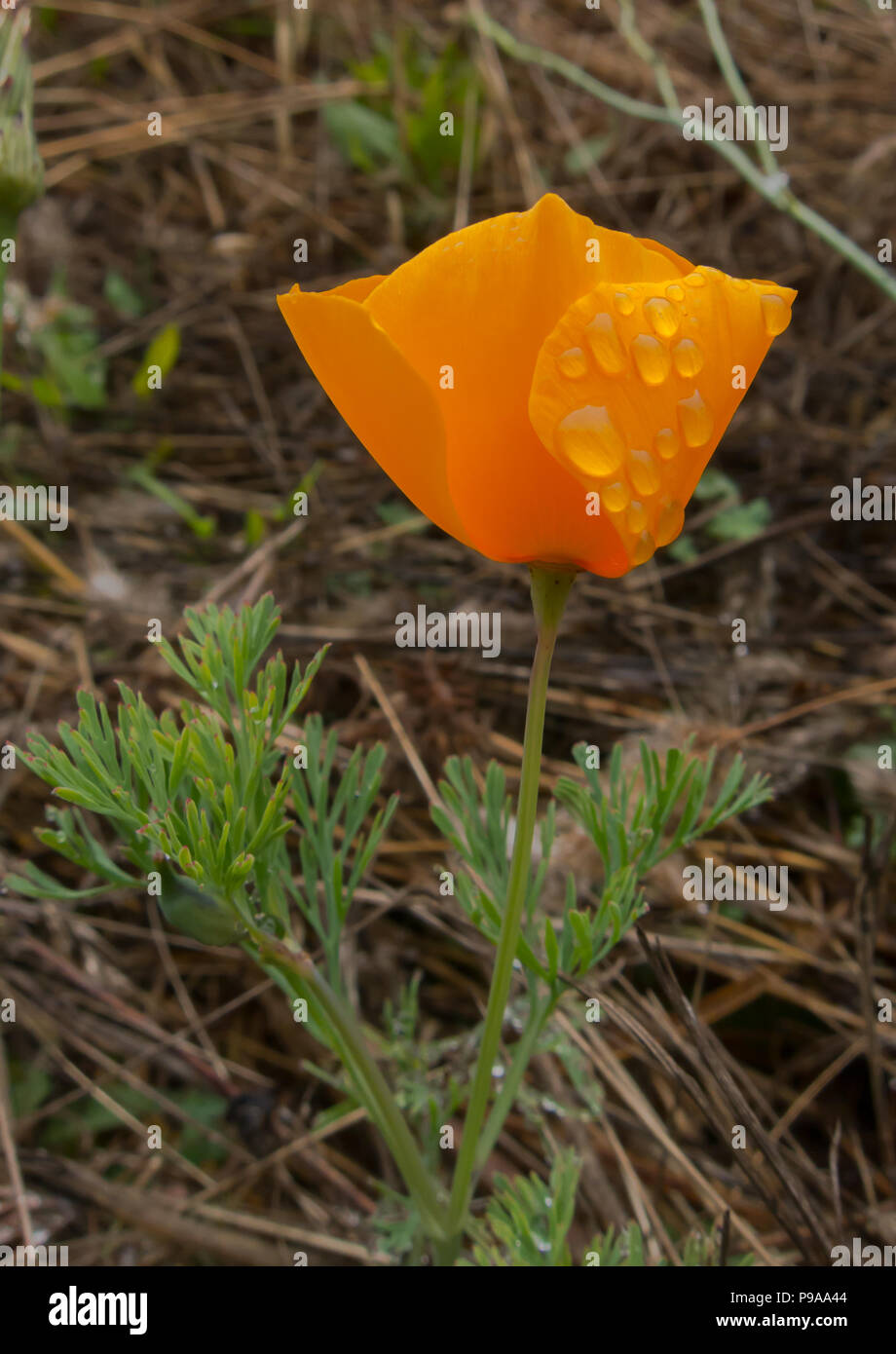 Poppy water droplet hi-res stock photography and images - Alamy