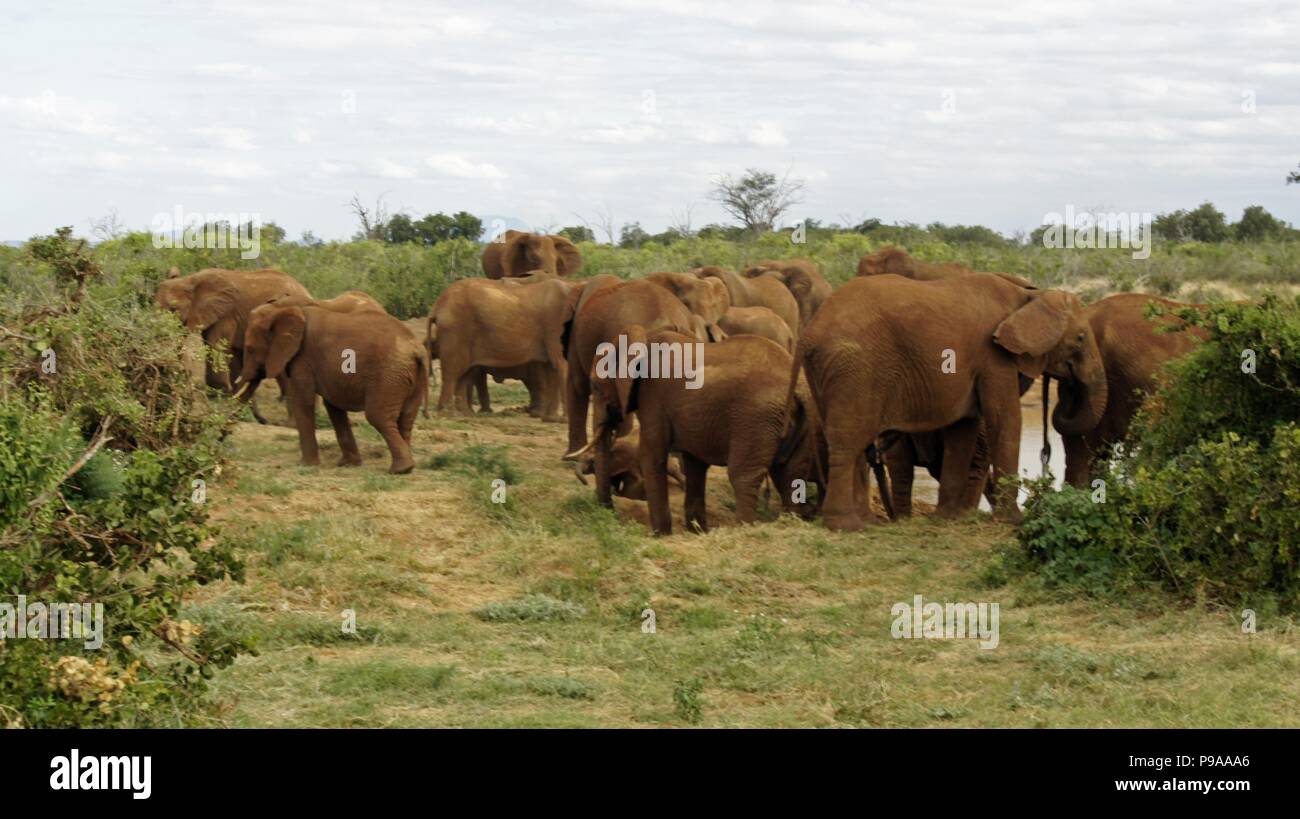 wild living elephants in a kenyan national park Stock Photo - Alamy