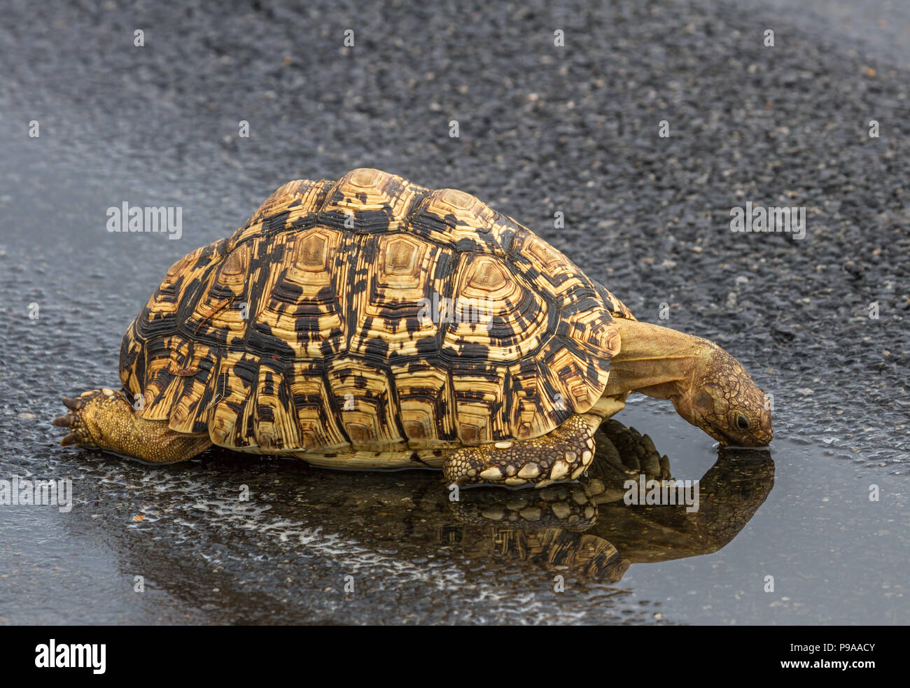Leopard Tortoise Drinking Water Stock Photo - Alamy