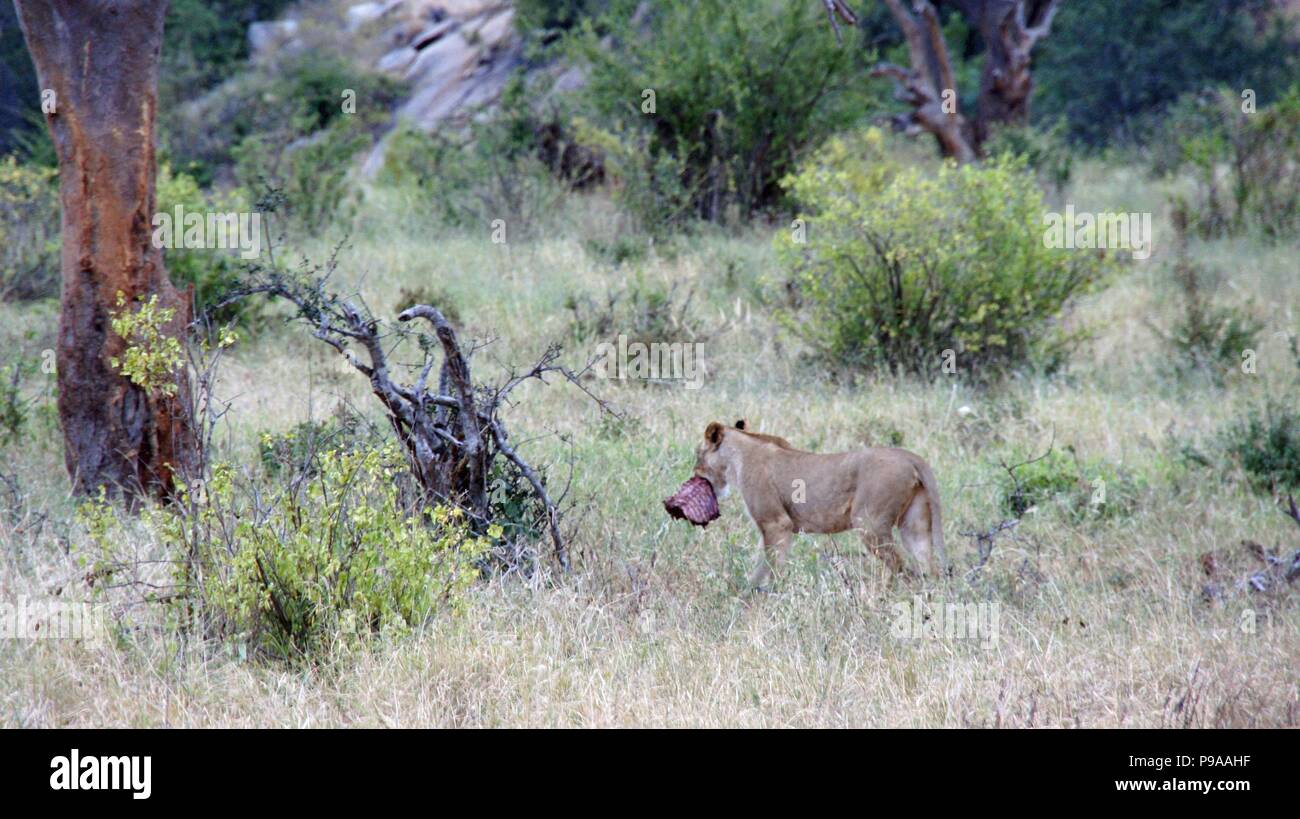wild living lion in the savanna of kenyan national park Stock Photo - Alamy
