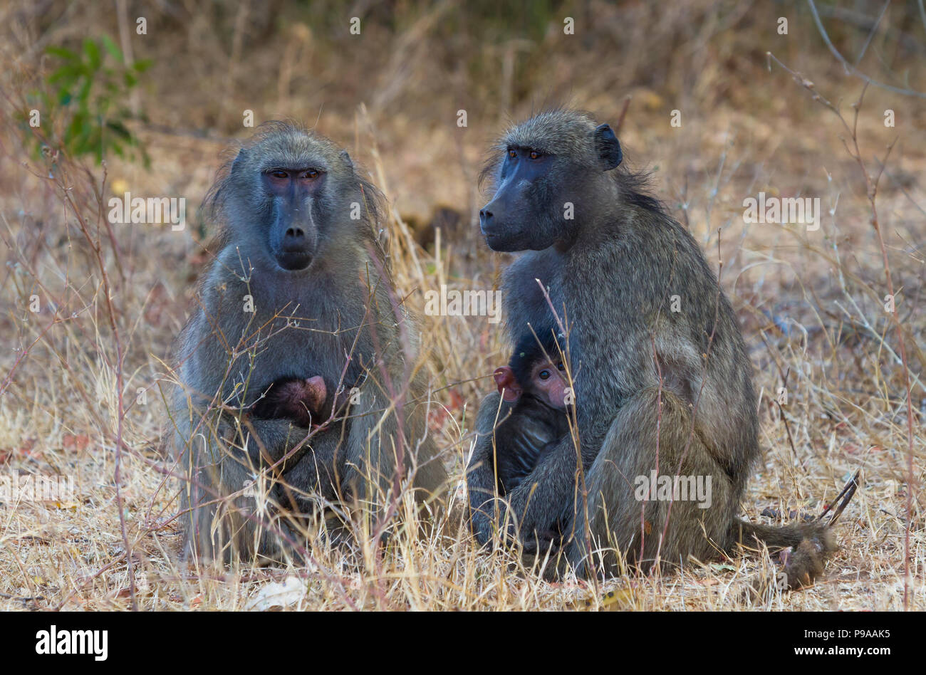 Two baboons hi-res stock photography and images - Alamy