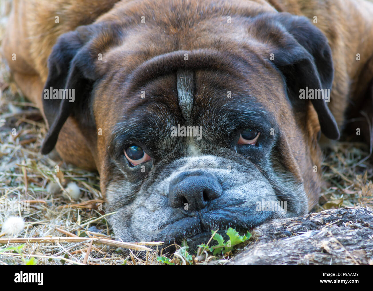 Boxer puppy garden hi-res stock photography and images - Alamy