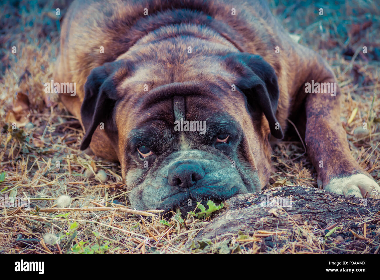 Boxer puppy garden hi-res stock photography and images - Alamy