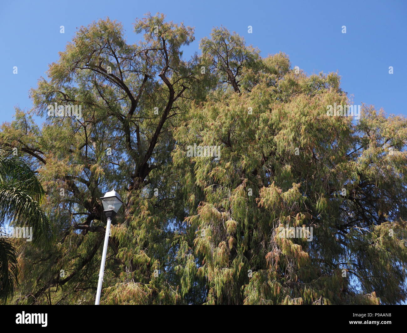 Big cypress tree in mexican Santa Maria del Tule city at state of ...