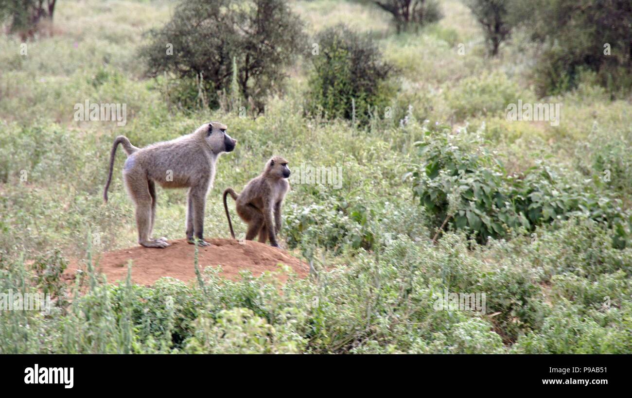 wild living baboon in the savanna of kenyan national park Stock Photo ...