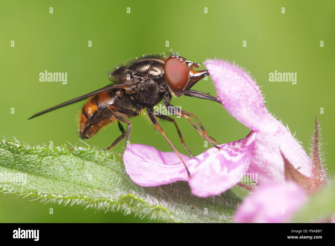 Long proboscis hi-res stock photography and images - Alamy