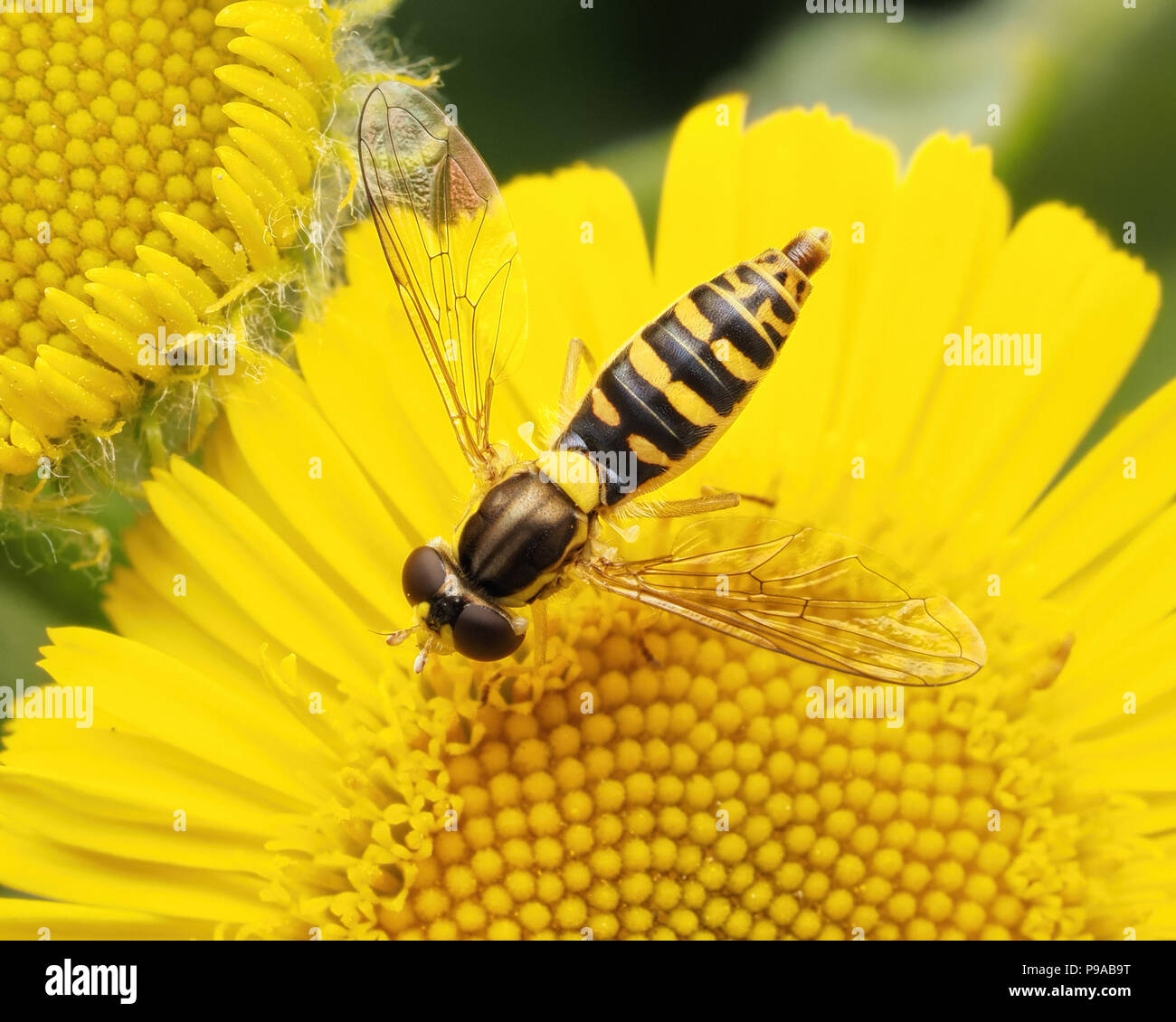 Sphaerophoria sp. hoverfly female feeding on Common Fleabane (Pulicaria ...