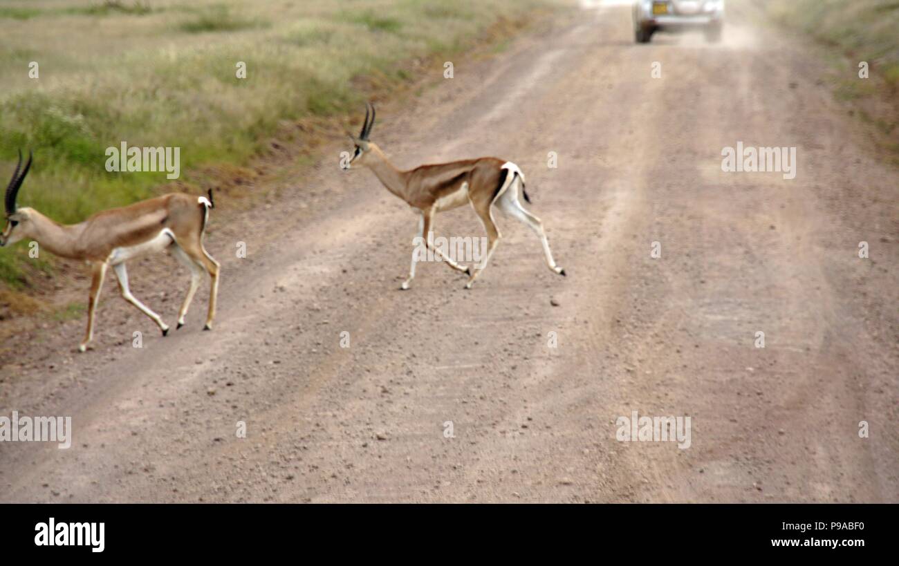 wild living gazelle in the savanna of kenya Stock Photo - Alamy