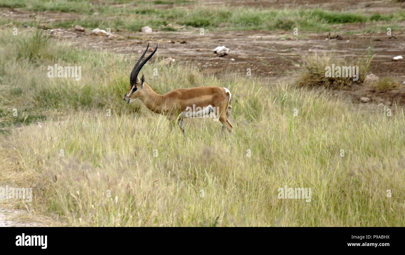 wild living gazelle in the savanna of kenya Stock Photo - Alamy