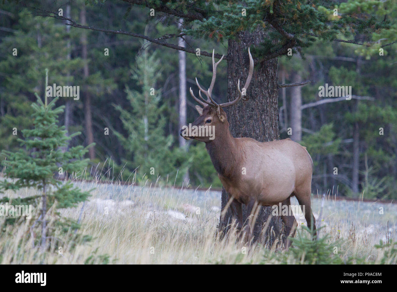 Raghorn bull hi-res stock photography and images - Alamy
