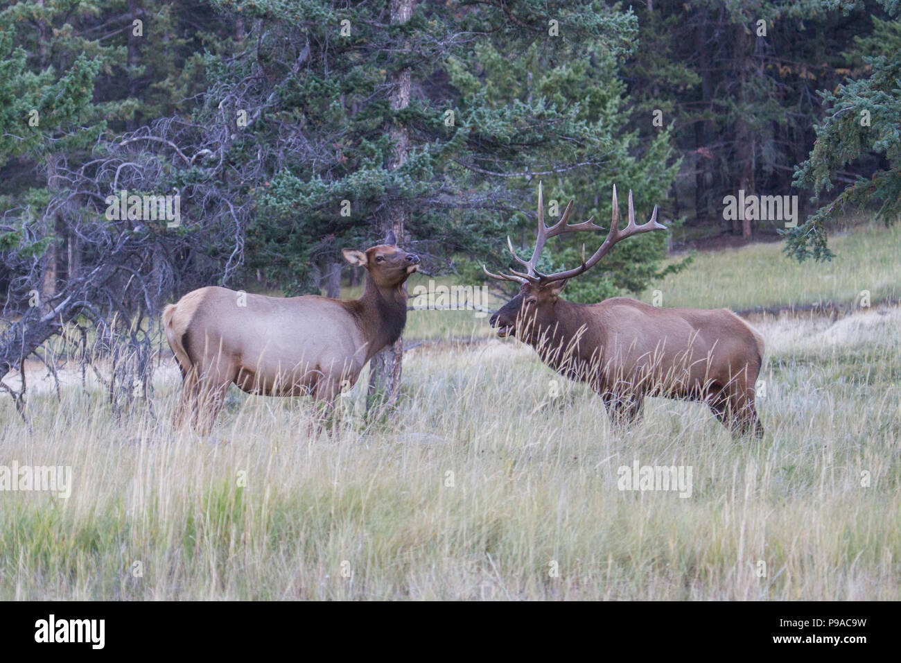 Bull elk with cow hi-res stock photography and images - Alamy
