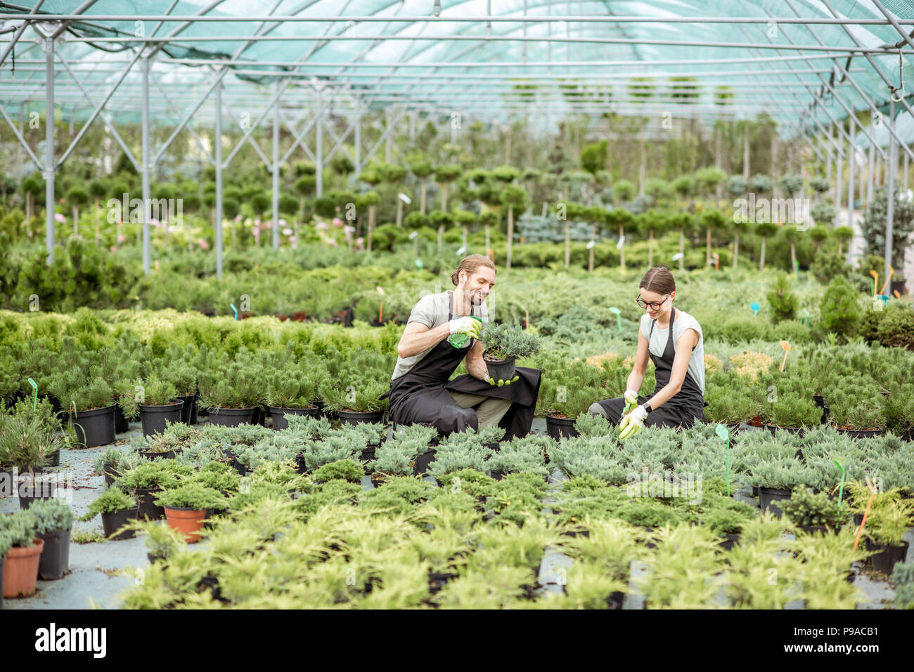 Young couple of workers in uniform taking care of plants at the ...