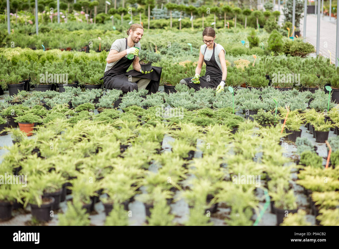 Young couple of workers in uniform taking care of plants at the ...