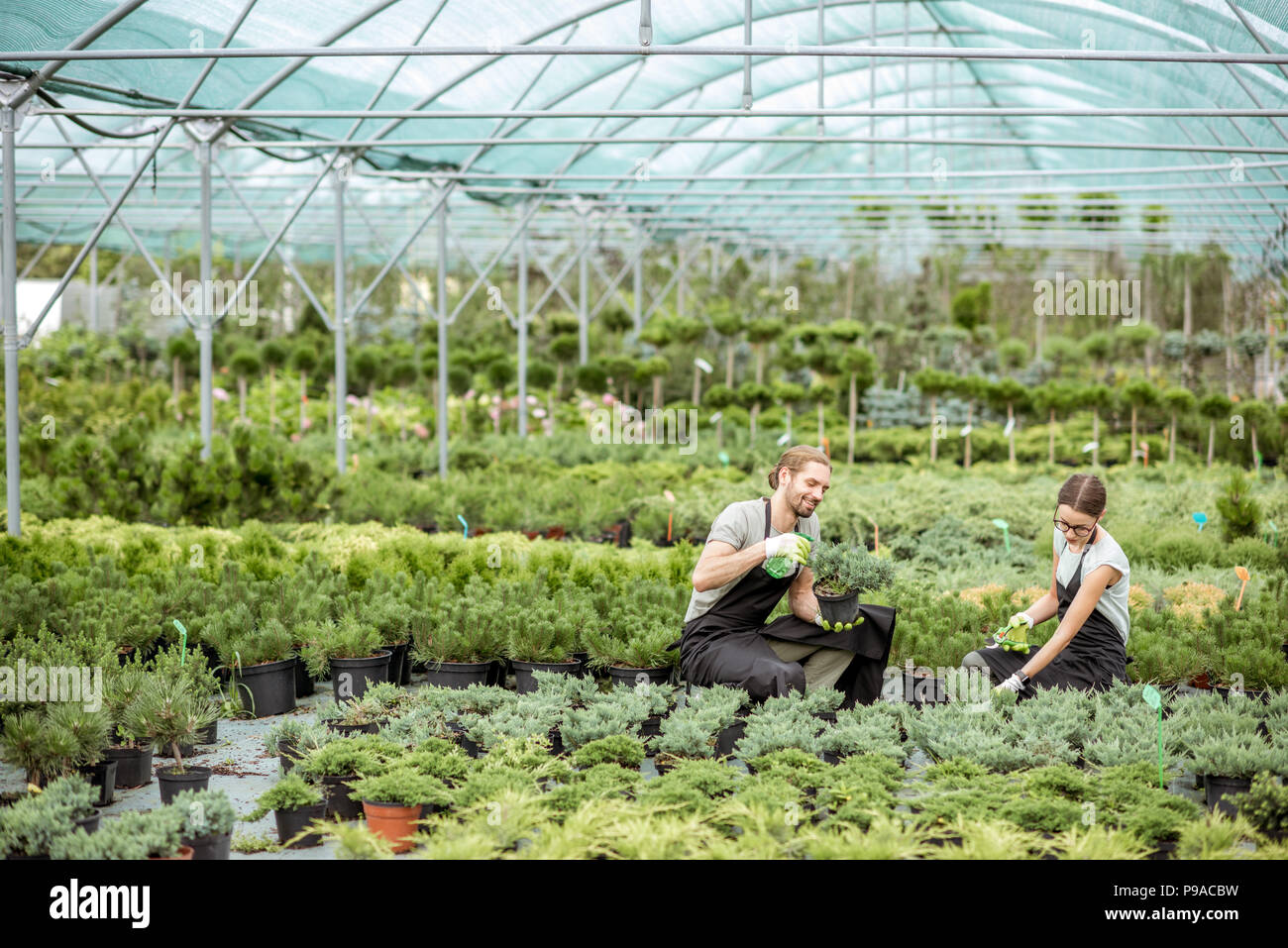 Young couple of workers in uniform taking care of plants at the ...