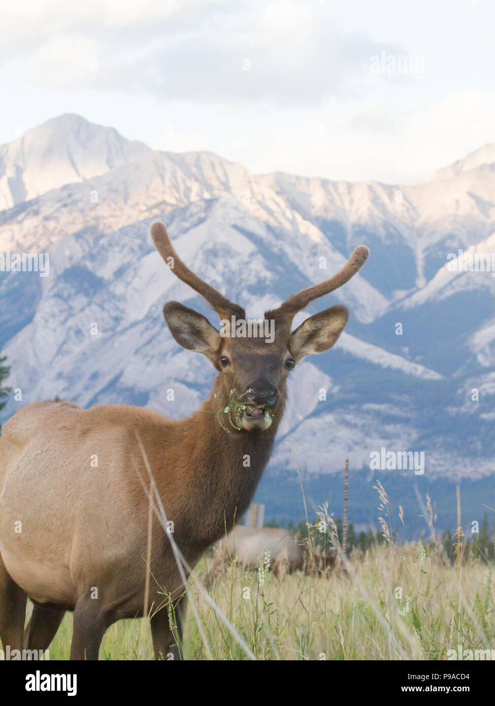 A spike elk, Cervus canadensis, in velvet and with the Canadian Rockies ...