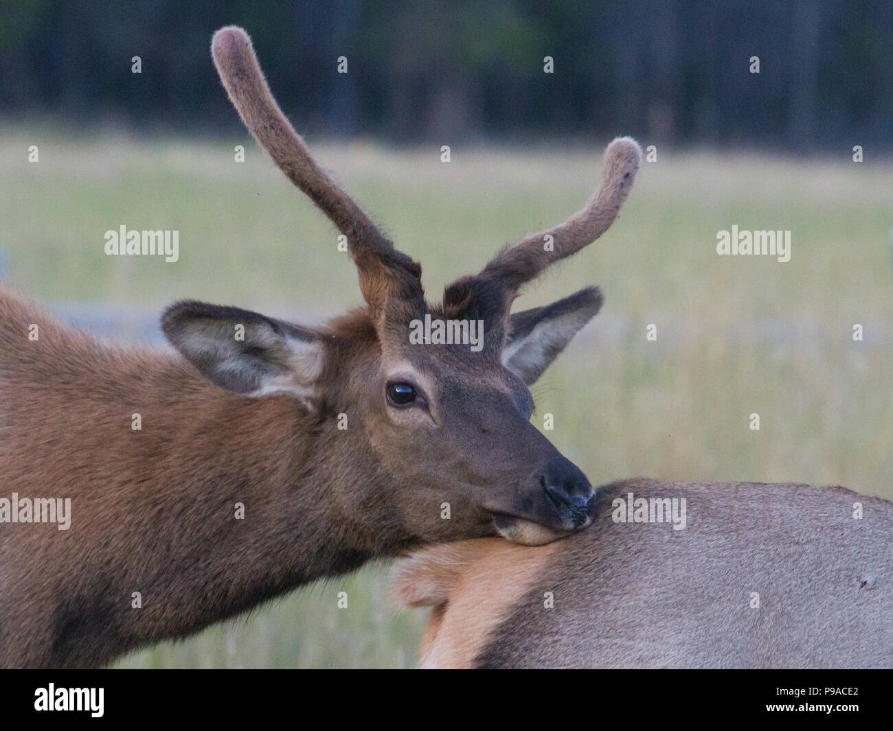Head on a spike hi-res stock photography and images - Alamy
