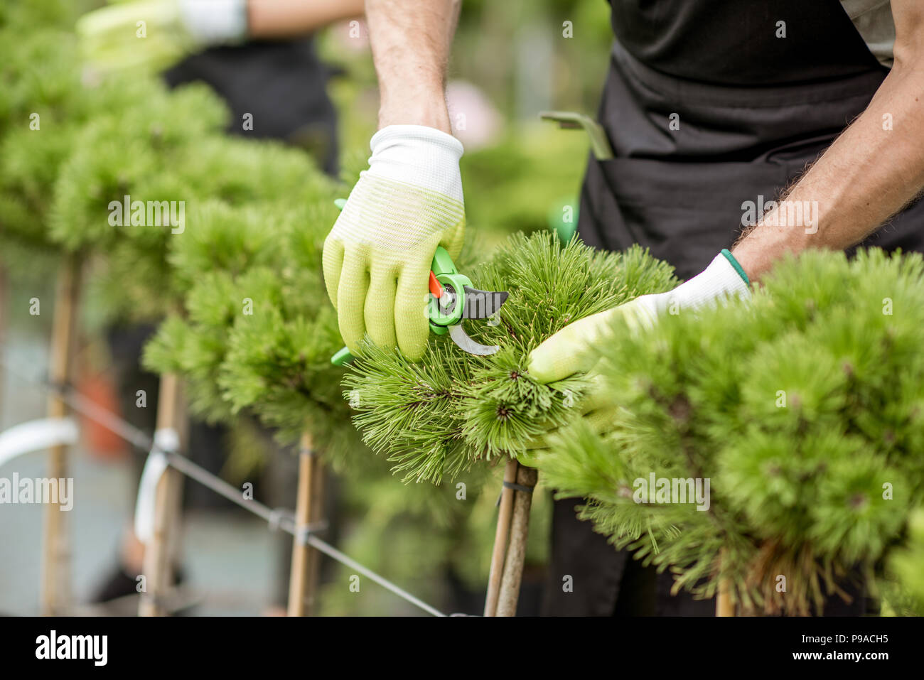 Worker pruning ornamental trees with cutter in the greenhouse, close-up ...