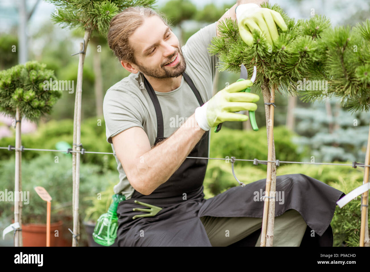 Man in uniform pruning ornamental trees working in the greenhouse Stock ...