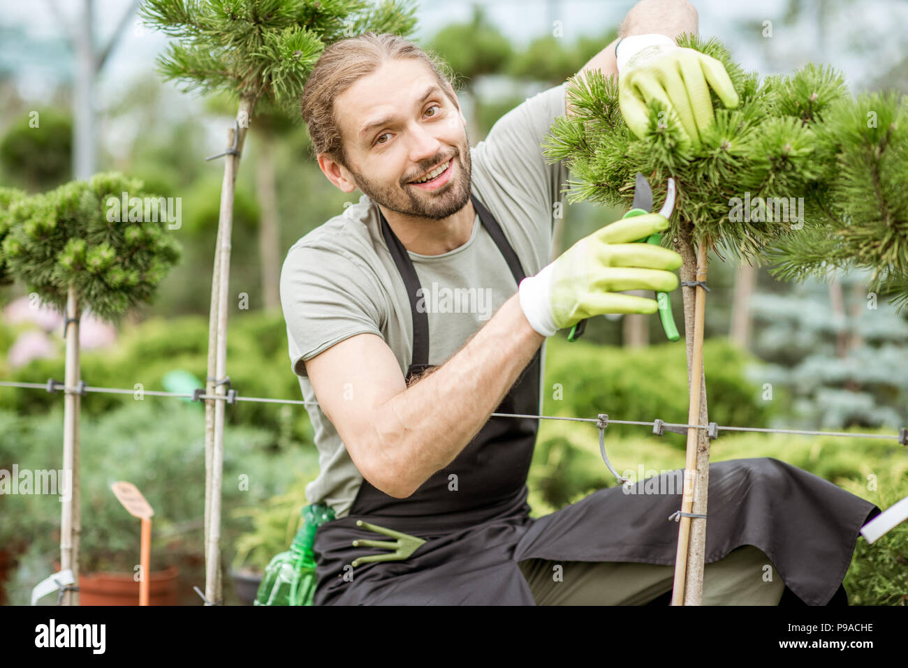 Man pruning ornamental trees Stock Photo - Alamy