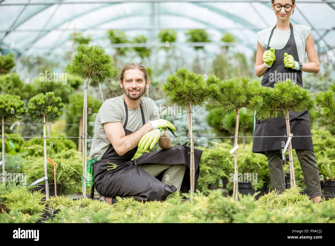 Working with plants in the greenhouse Stock Photo - Alamy