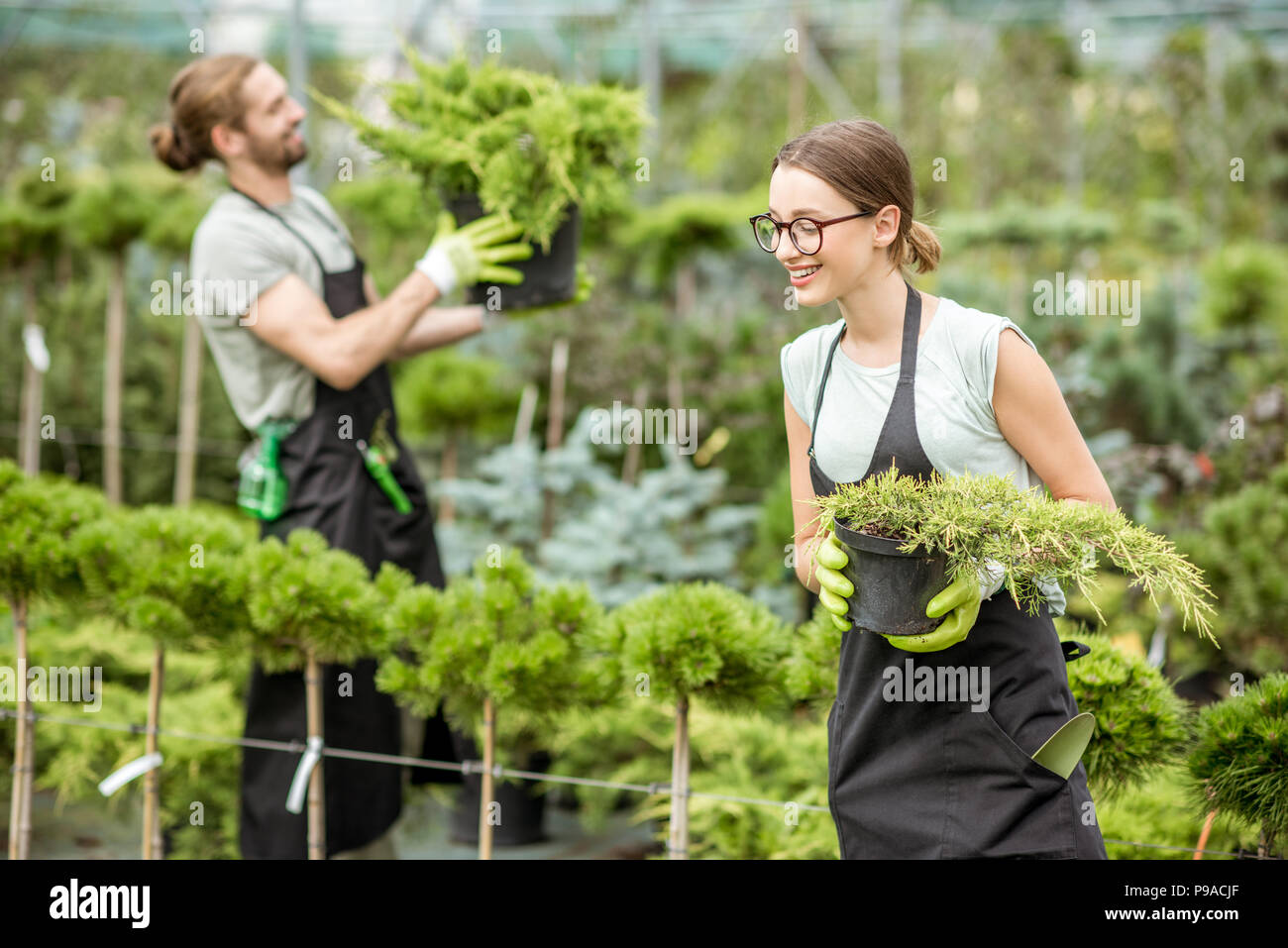 Working with plants in the greenhouse Stock Photo - Alamy