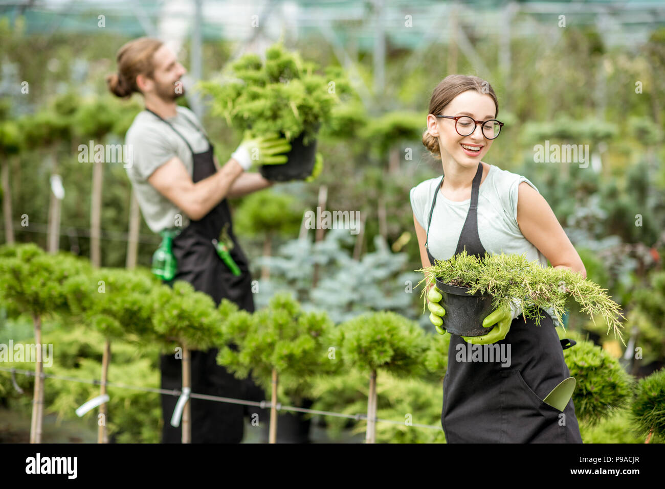 Working with plants in the greenhouse Stock Photo - Alamy