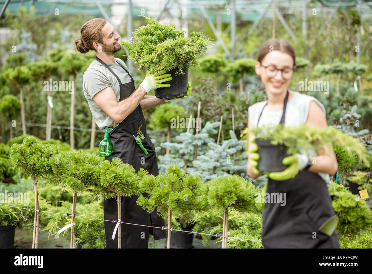Working with plants in the greenhouse Stock Photo - Alamy