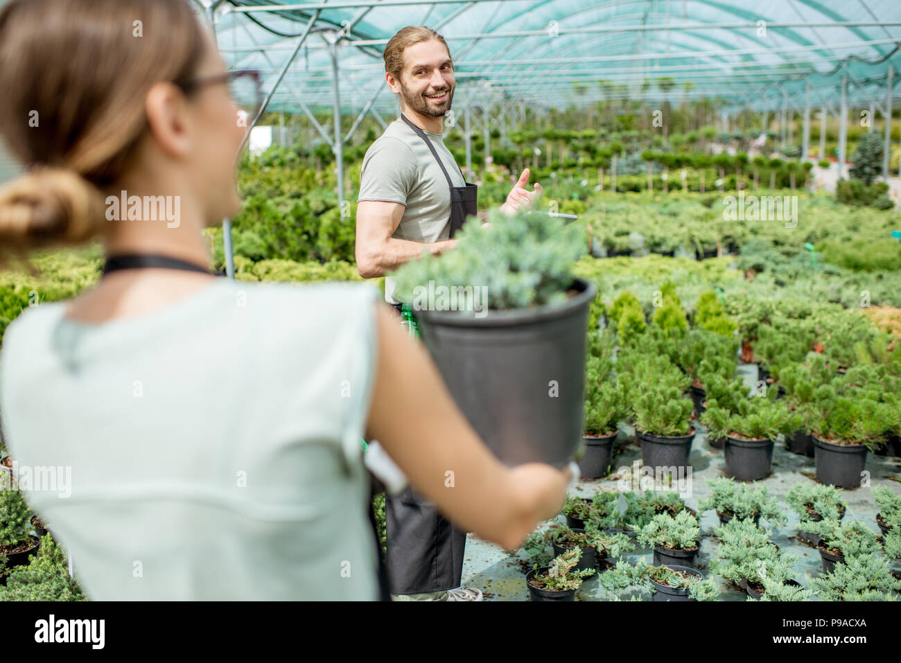 Workers supervising plants in the greenhouse Stock Photo - Alamy