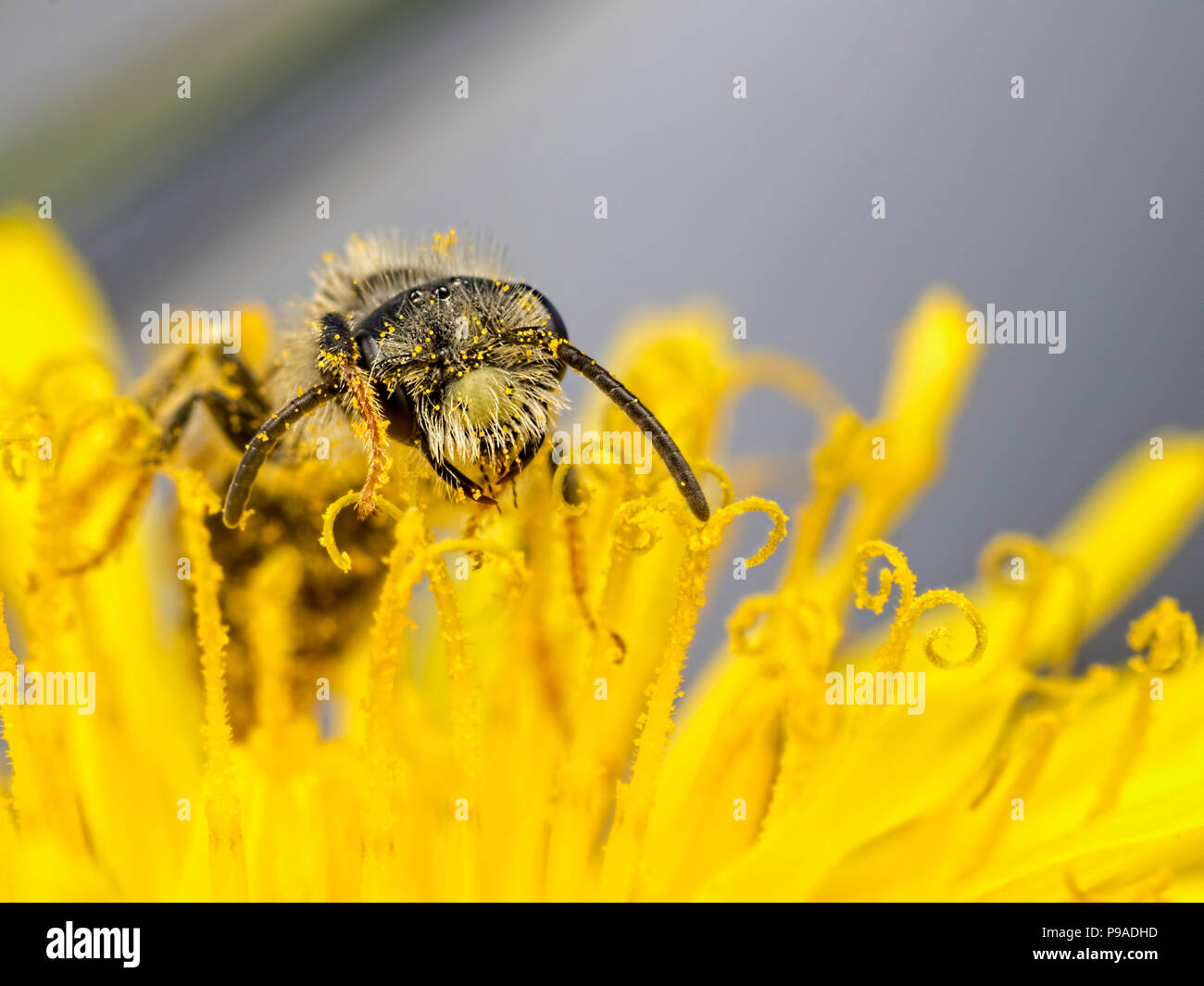 Bee enjoying th pollent of a dandelion flower Stock Photo - Alamy