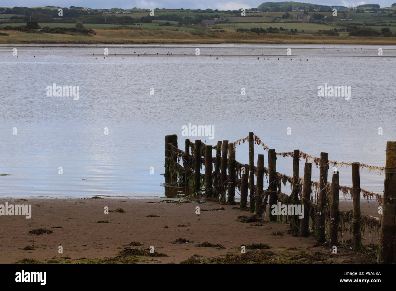 Sea and River weeded fence Stock Photo - Alamy
