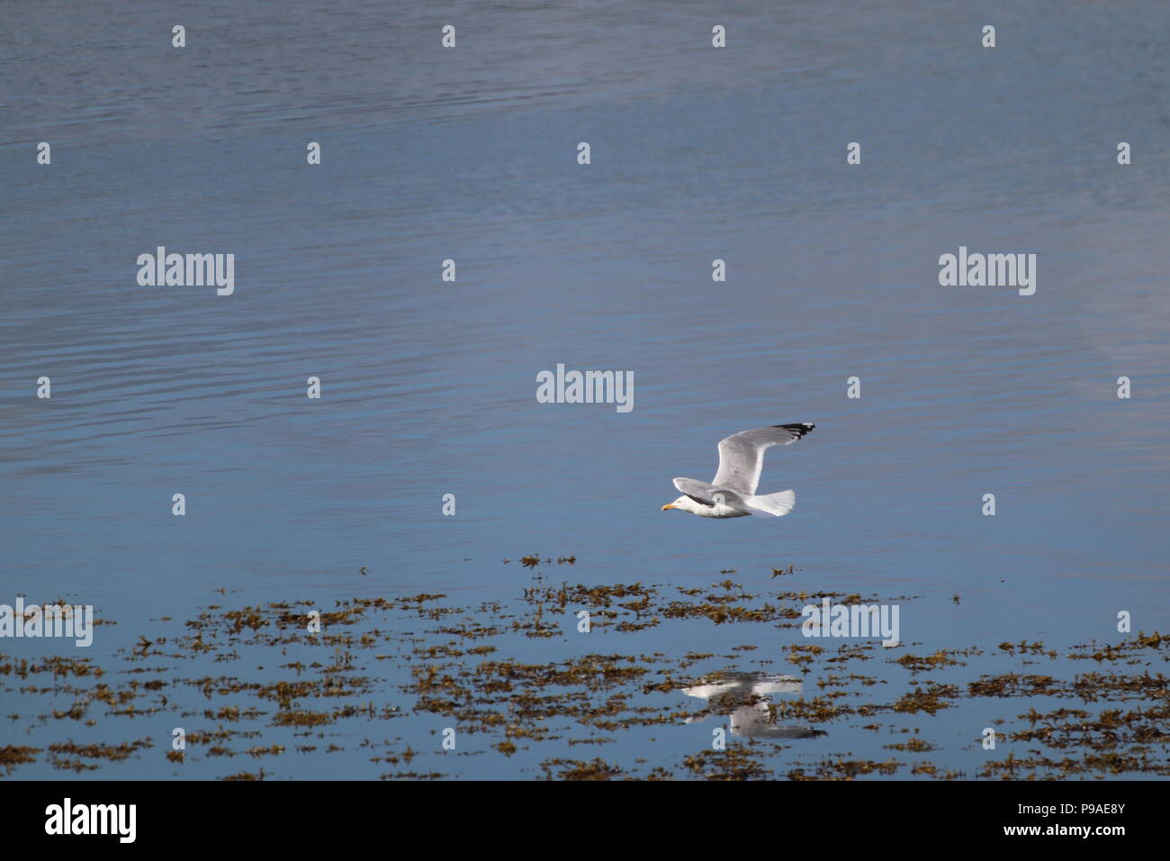 Wildlife sea birds hi-res stock photography and images - Alamy