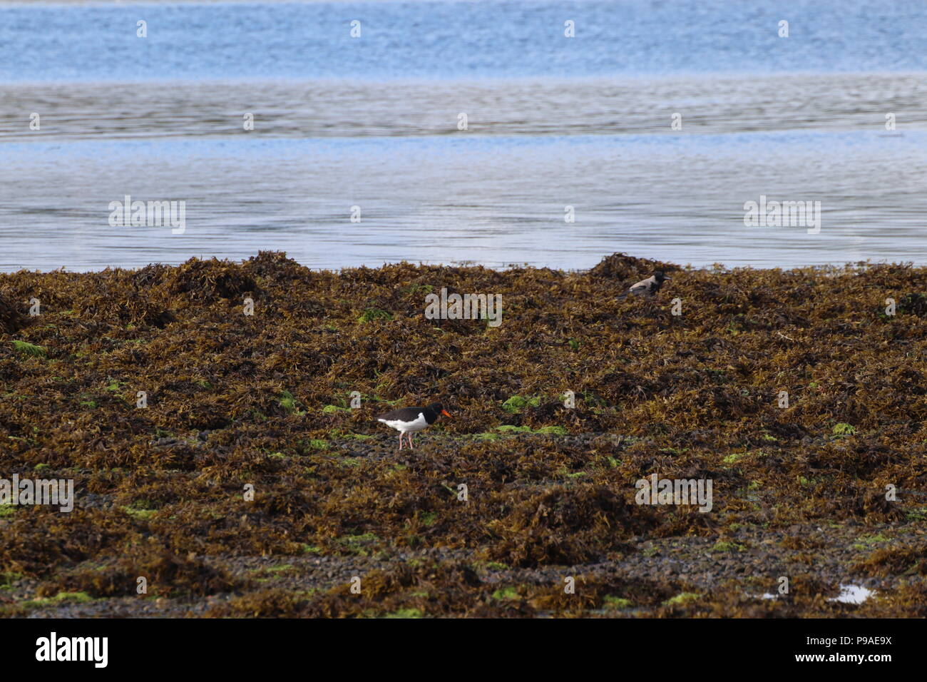 Coastal wading birds hi-res stock photography and images - Alamy