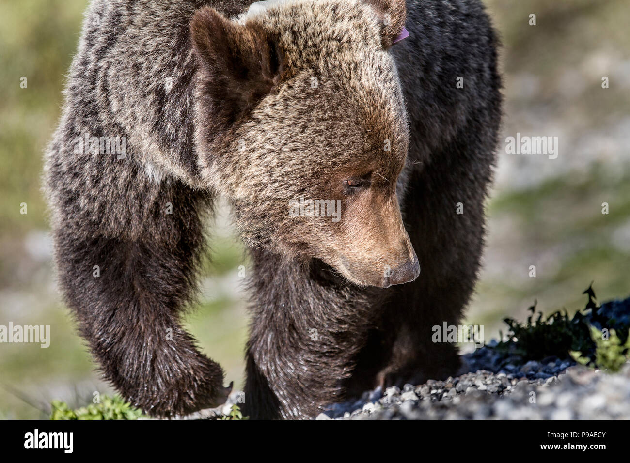 Male standing grizzly bear hi-res stock photography and images - Alamy