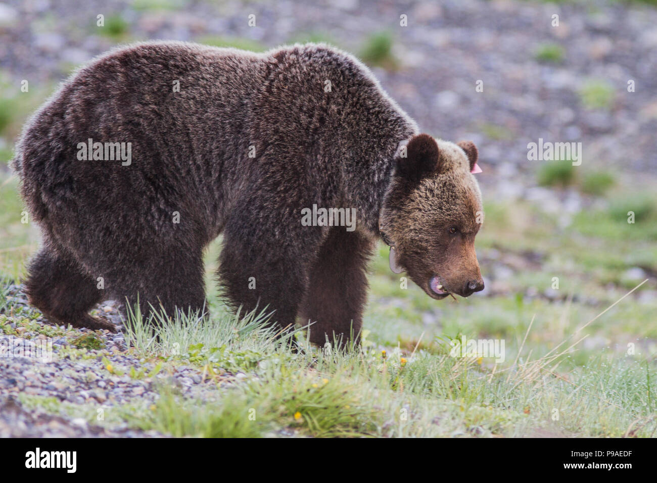 Grizzly Bear Male (Ursus arctos horribilis) Male grizzly bear, full body shot.. Kananaskis ...