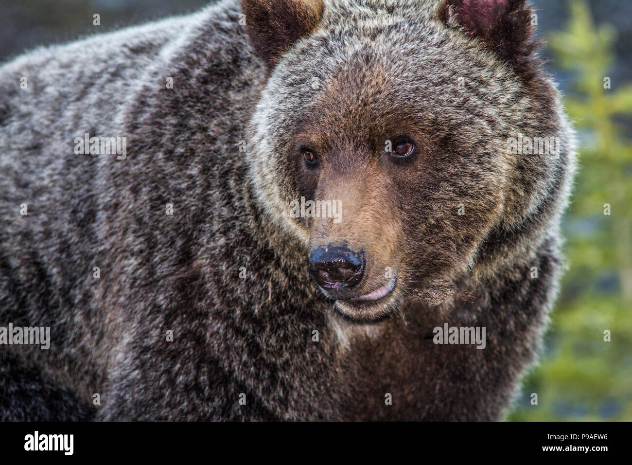 Male brown grizzly bear lake hi-res stock photography and images - Alamy