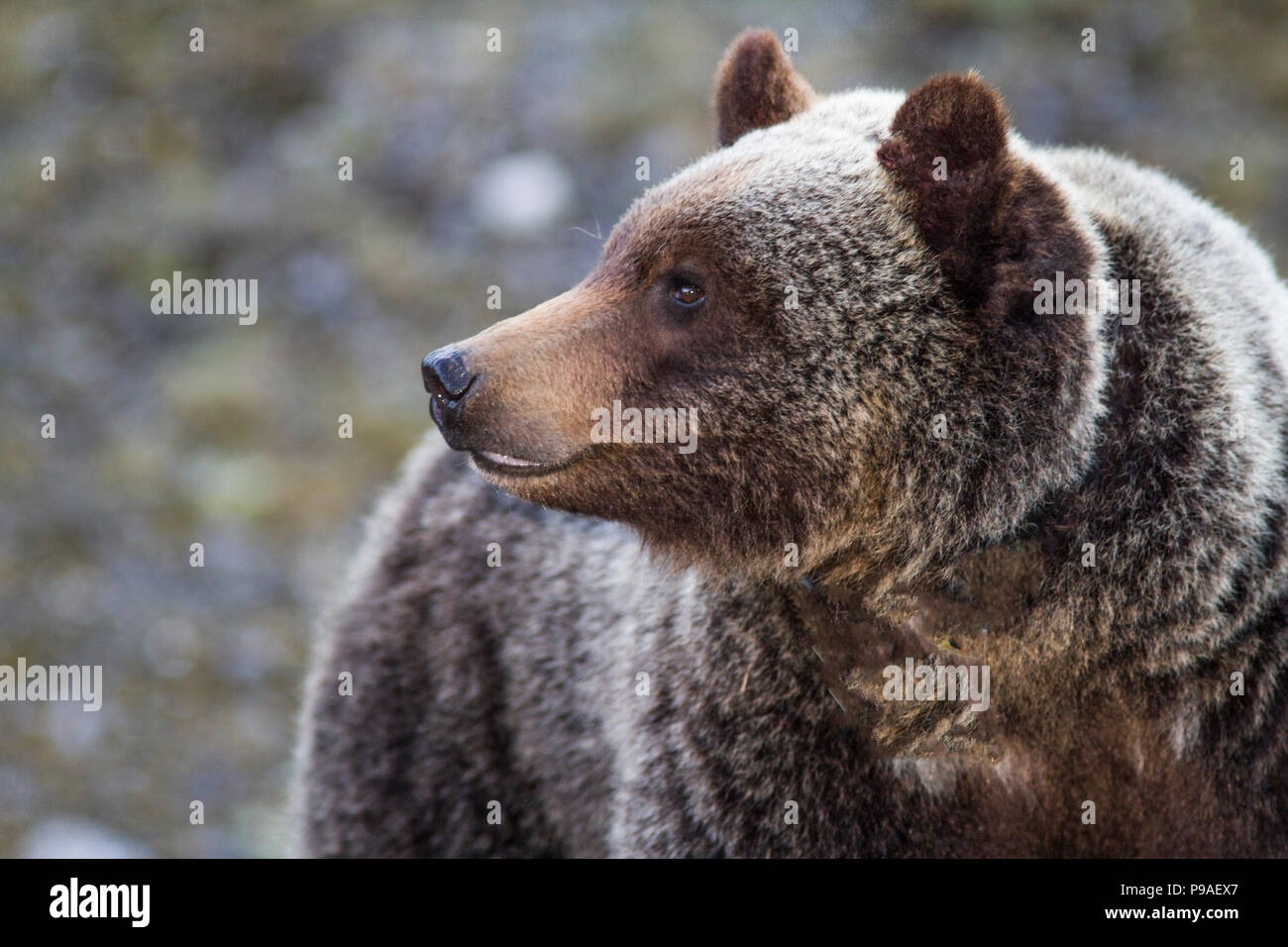 Grizzly Bear Male (Ursus arctos horribilis) Full frame close up, head facing sideways, male ...